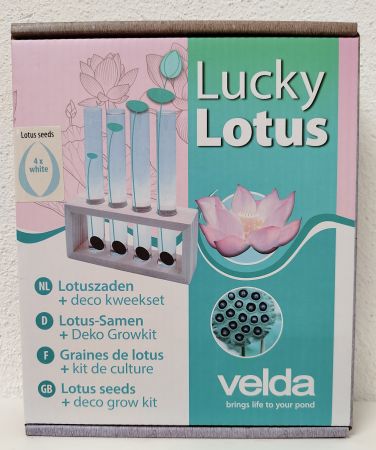 Lucky Lotus White | Teichkönig